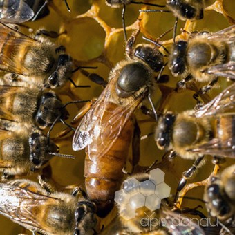 Matci Italiene (Ligustica ) inseminate artificial | Apis Donau